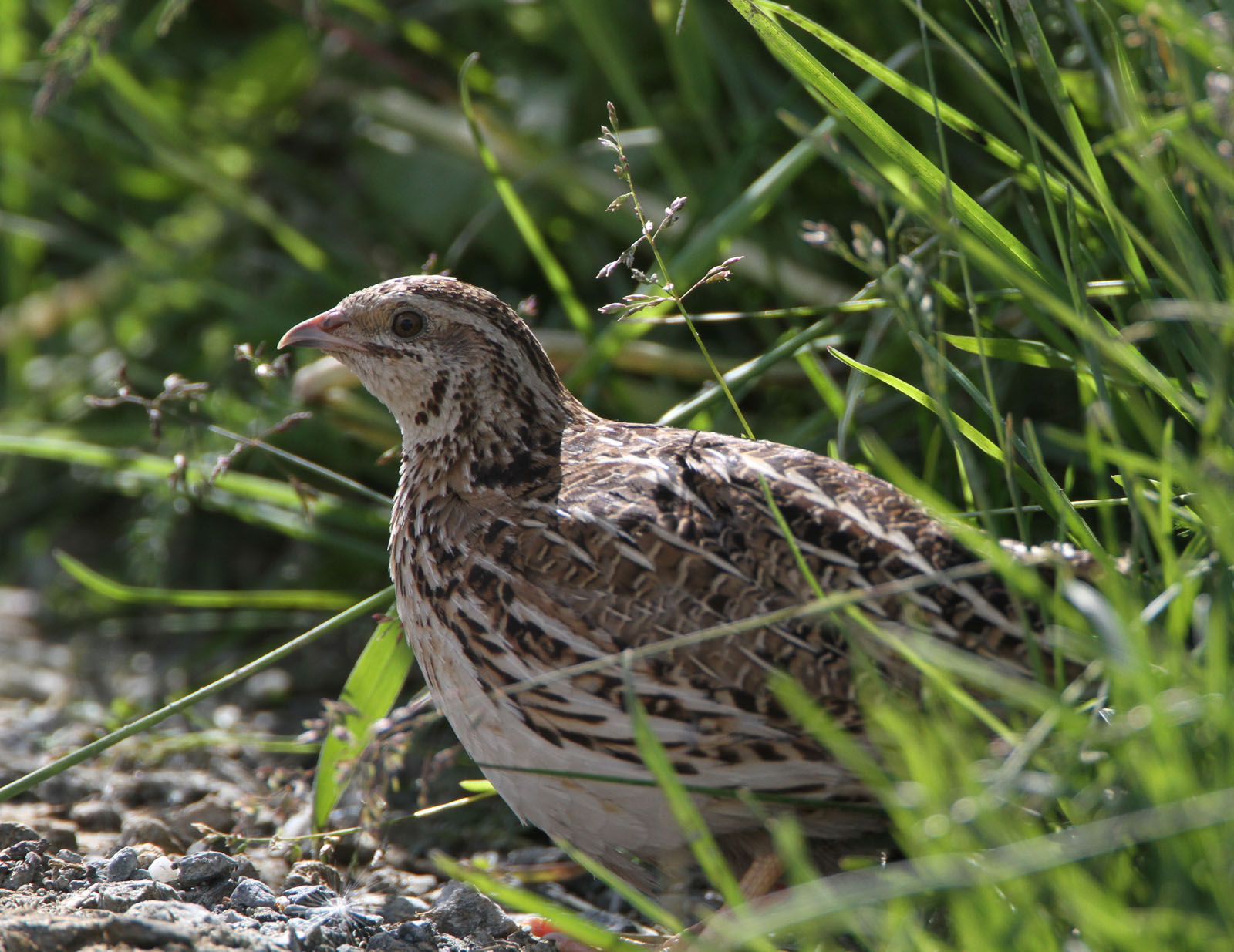Wachtel (Coturnix coturnix) – Wildland Stiftung Bayern