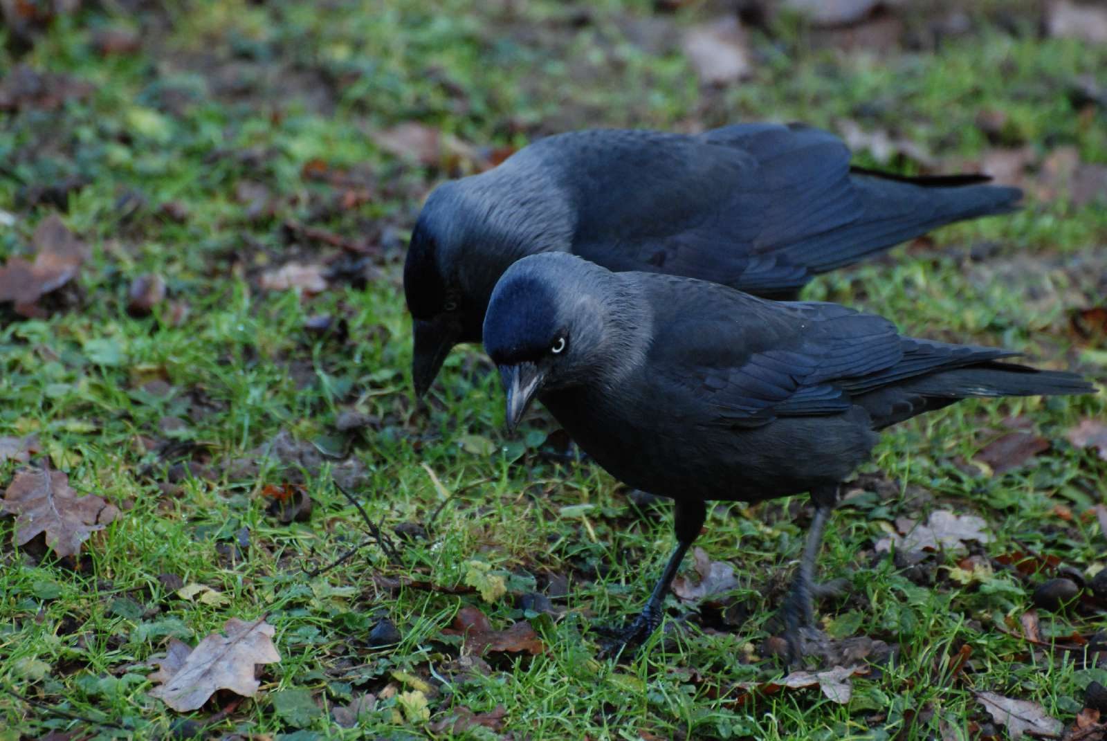 Dohle (Corvus monedula) – Wildland Stiftung Bayern