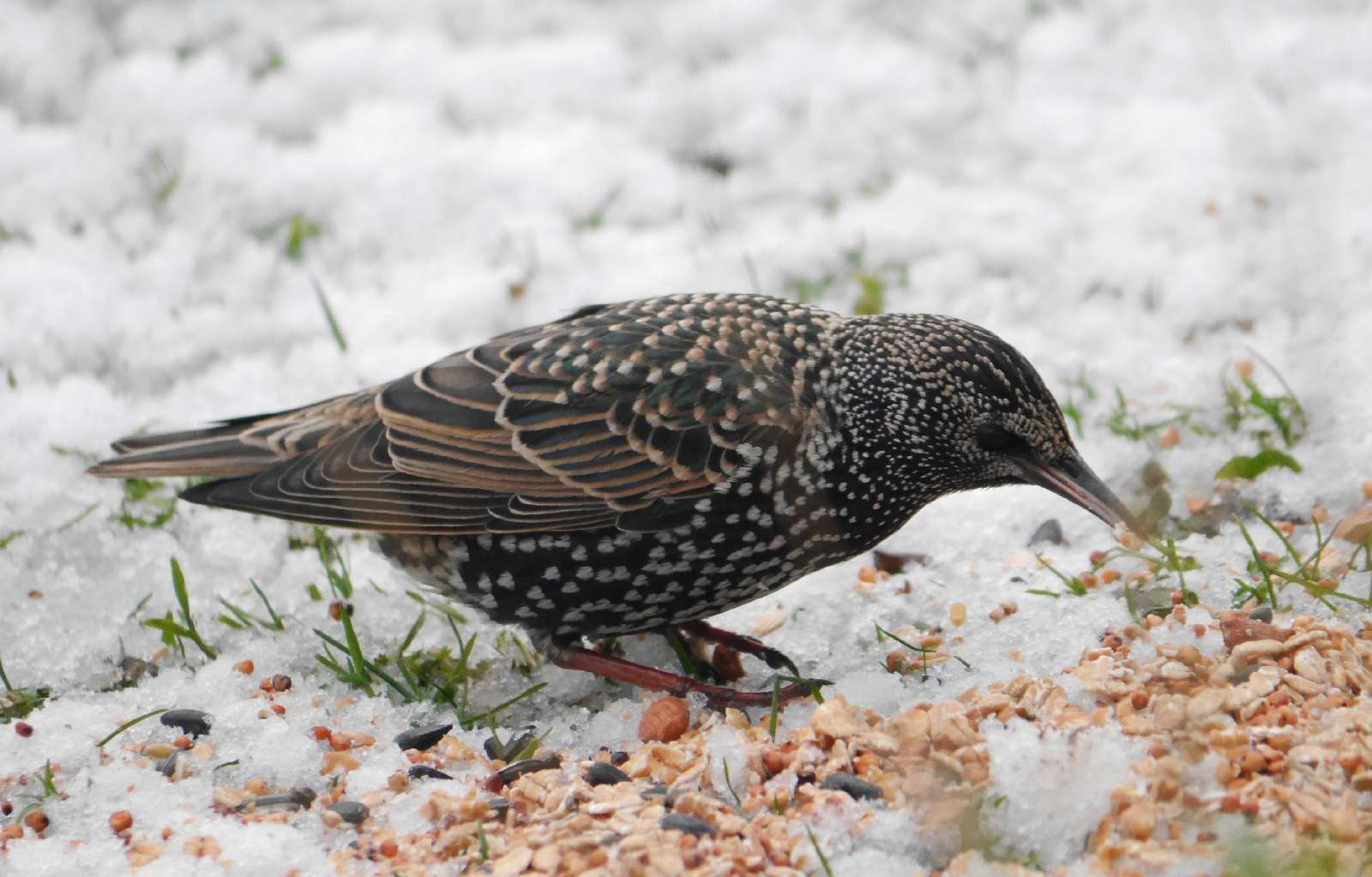 Star – der Vogel des Jahres 2018 – Wildland Stiftung Bayern