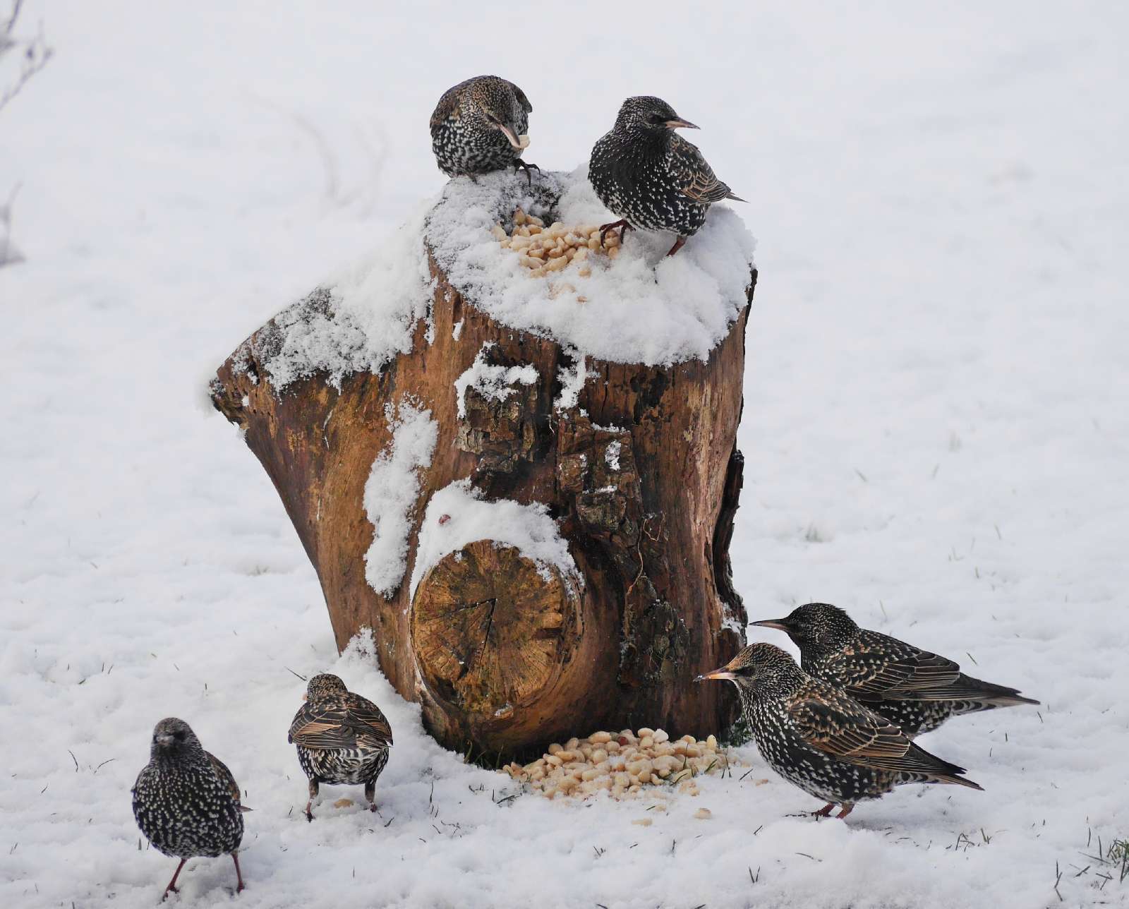 Star – der Vogel des Jahres 2018 – Wildland Stiftung Bayern