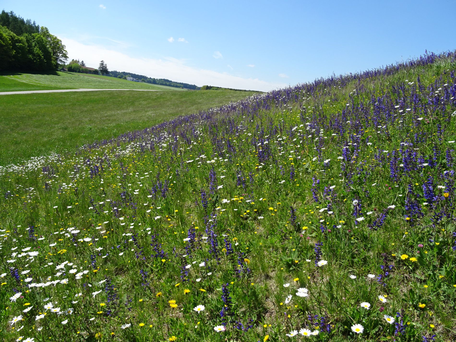 Artenreiche Wiesen als wichtige Biotope – ein landkreisübergreifendes ...