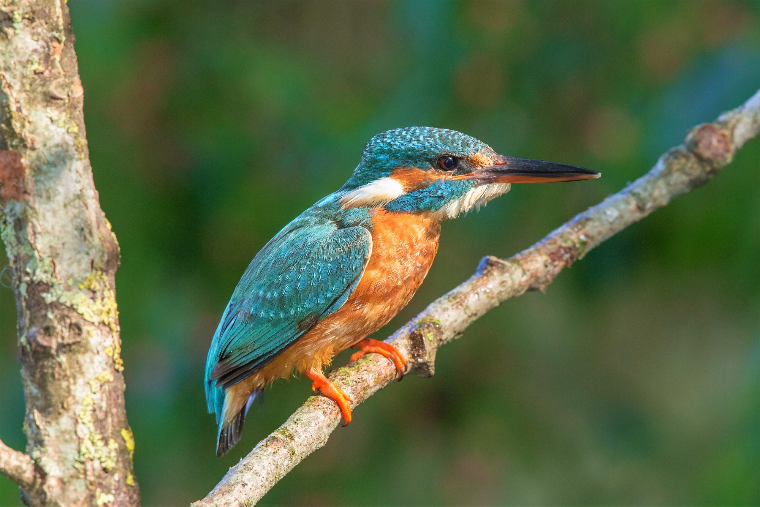 Schätze aus dem Isental: Der Eisvogel – Wildland Stiftung Bayern